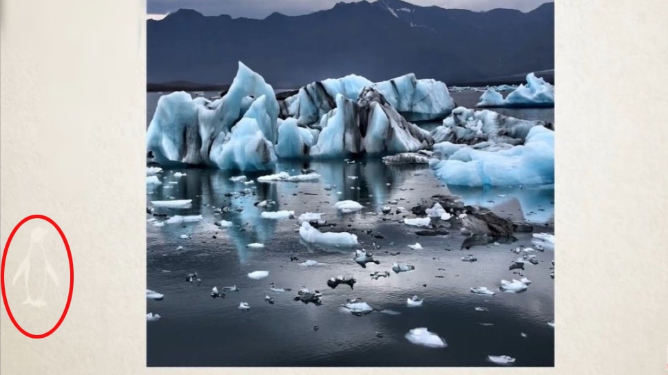 Optical Illusion penguin is visible front in the picture will you be ...