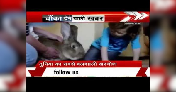 Meet Darius,the world's biggest rabbit ! | मिलिये, दुनिया के सबसे ...