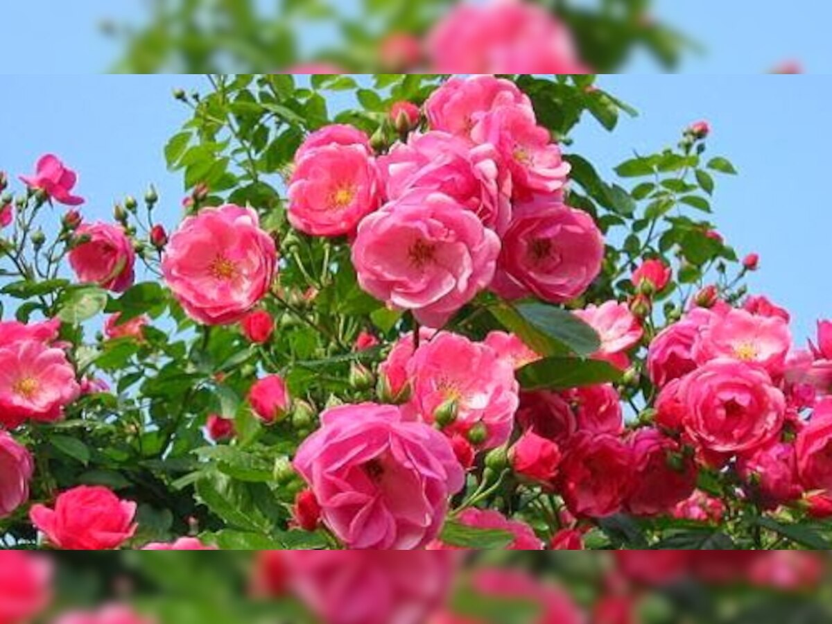 Unexpected enzyme may resurrect roses' fading scents | गुलाब की ...