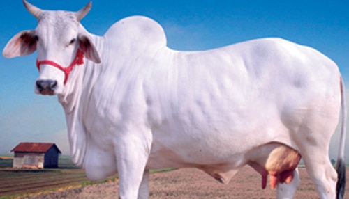 Cow becomes national animal of Nepal | धर्मनिरपेक्ष नेपाल ने गाय को ...