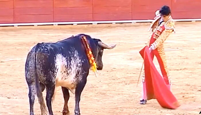 Watch video Spanish bullfighter Victor Barrio death in the ring from a ...