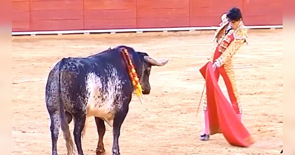 Watch video Spanish bullfighter Victor Barrio death in the ring from a ...