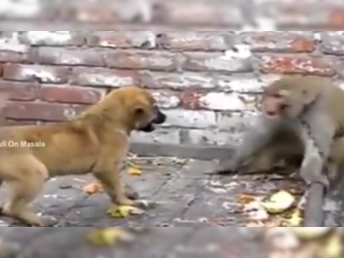 Funny fight between dog and monkey | कुत्ते और बंदर के बीच लड़ाई का ...