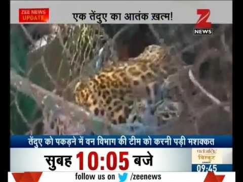 Panther reaches a crowded place in West Bengal's Raiganj area, public ...