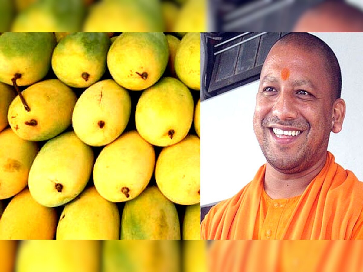 Enjoy the 'Yogi Mango' in these summers | ‘योगी आम’ का लुत्फ उठाइए इन ...