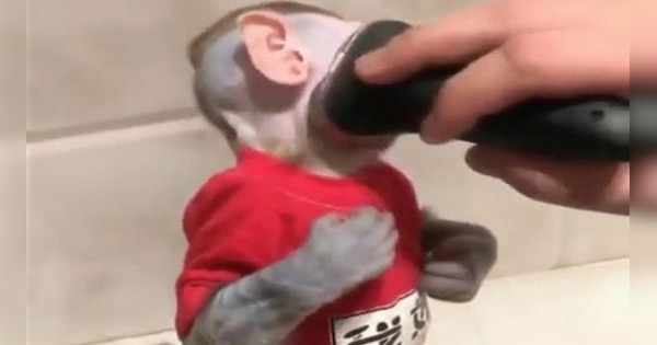 A cute and stylish monkey enjoying shaving with electric shaver video ...