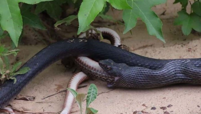 Snake Vomiting a Live Snake watch video | जब सांप के मुंह से निकला आया ...