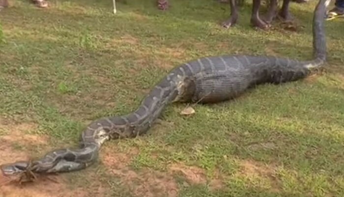 This python swallowed the whole goat, watch viral VIDEO | देखते ही ...