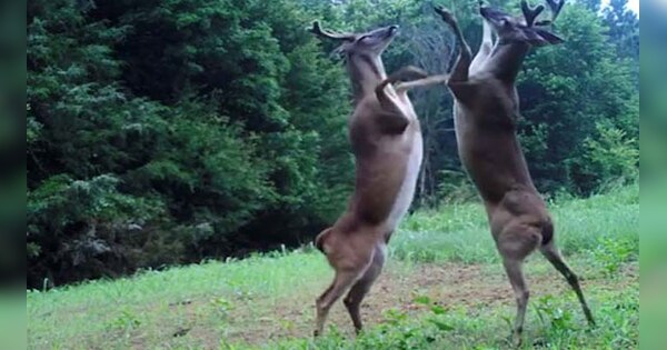 Watch These Deer Battle It Out While Standing On Hind Legs | हिरणों की ...