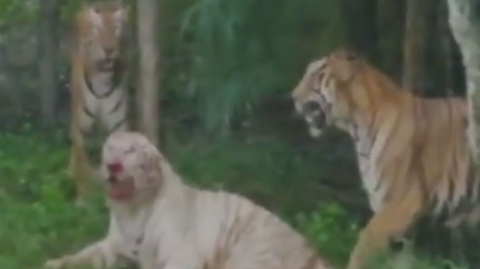 VIDEO, White Tiger dies after being attacked by Bengal tigers at ...