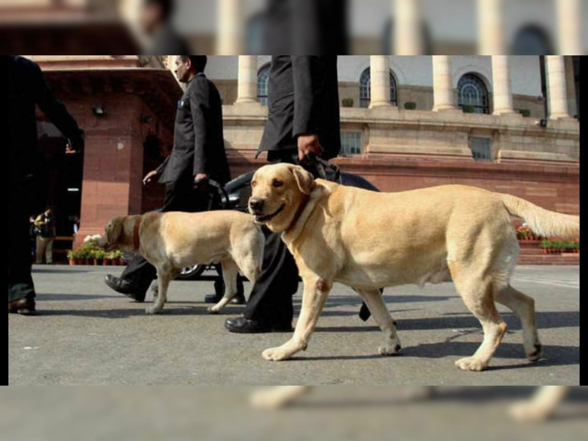 Bihar to buy 20 trained lebra dogs to stop liqor smuggling| ट्रैन्ड ...
