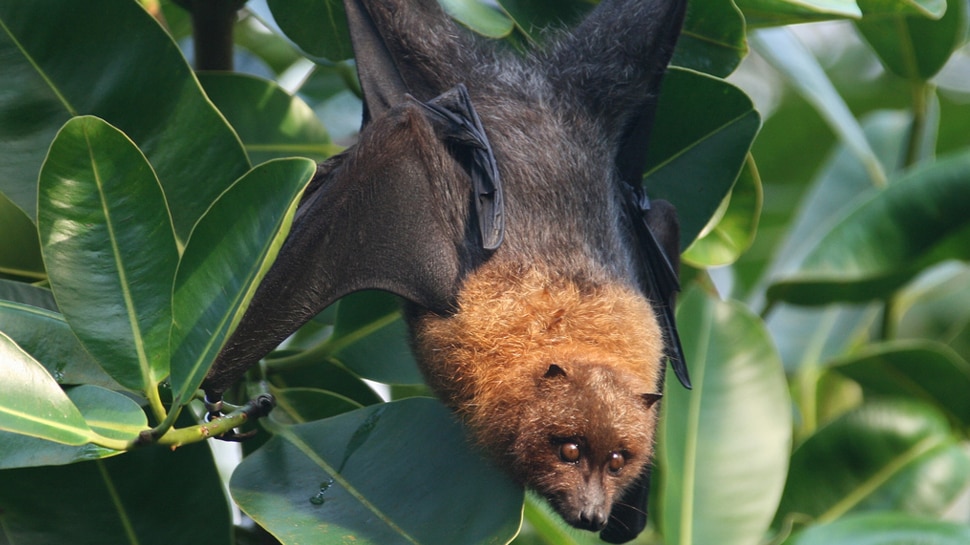 Nipah Virus Kerala : What are Benefits of bats | चमगादड़ के फायदे ...