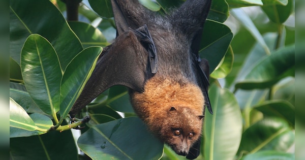 Nipah Virus Kerala : What are Benefits of bats | चमगादड़ के फायदे ...