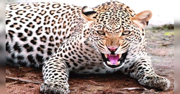 Chhattisgarh : Leopard still out of reach injured 3 people in ...