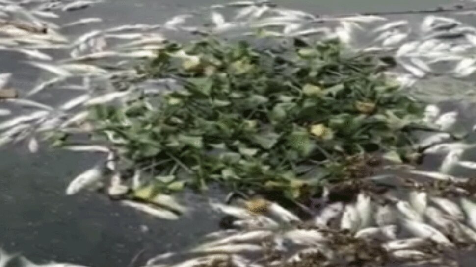 Poisoned in pond, 70 quintals of fishes die in greater noida | ग्रेटर ...