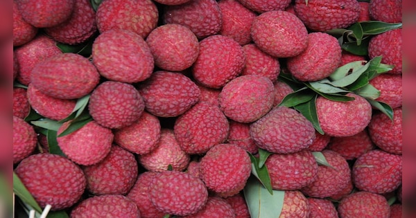 Bihar Muzaffarpur famous shahi Litchi Get GI Tag soon | धान, पान और आम ...