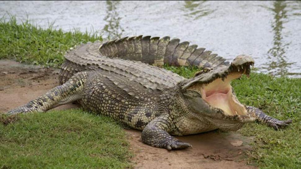 Indonesia: Mob killed 300 crocodiles| 1 व्‍यक्ति की हुई मौत, गुस्साई ...