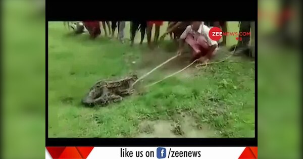 A python caught by villagers while trying to swallow a goat | बकरी को ...