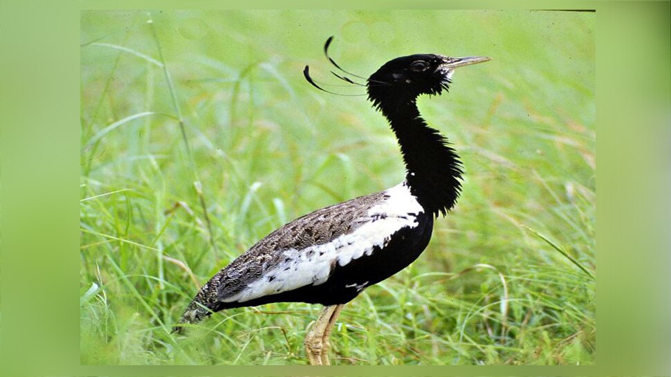 Indore: Where 'sanctuary' is built, Kharmore is the most threat at that ...