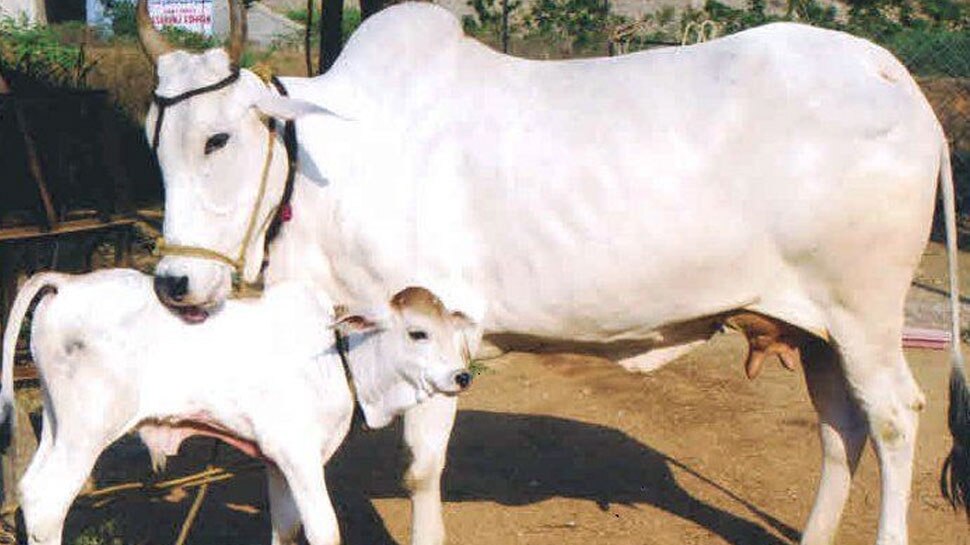 Government is making special studies for immune system of desi cattle ...