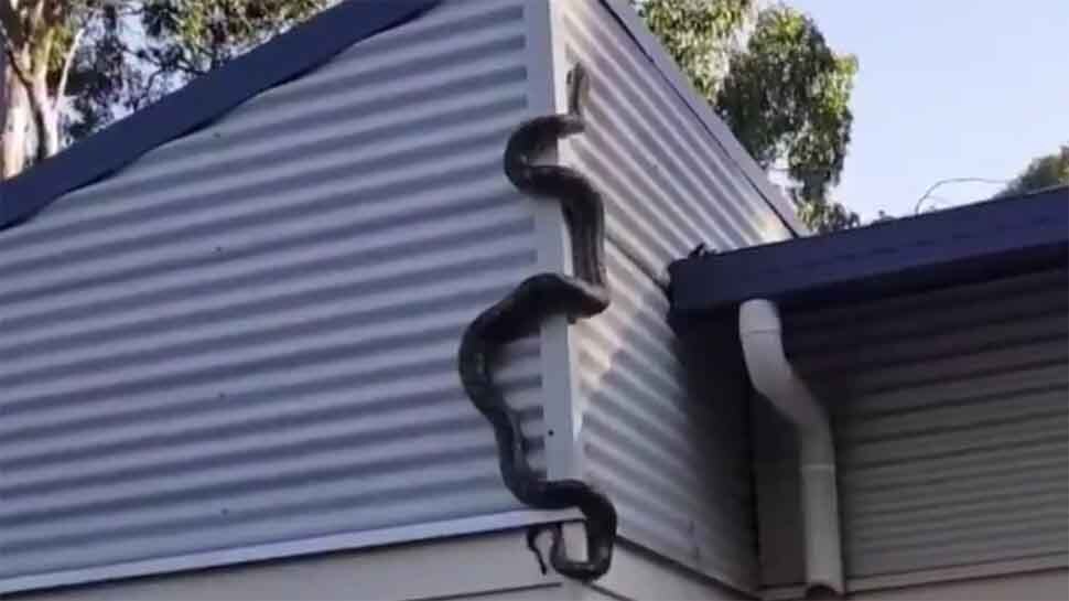 Australia : Python Crawling on wall, Australian Man Refuses To Leave ...