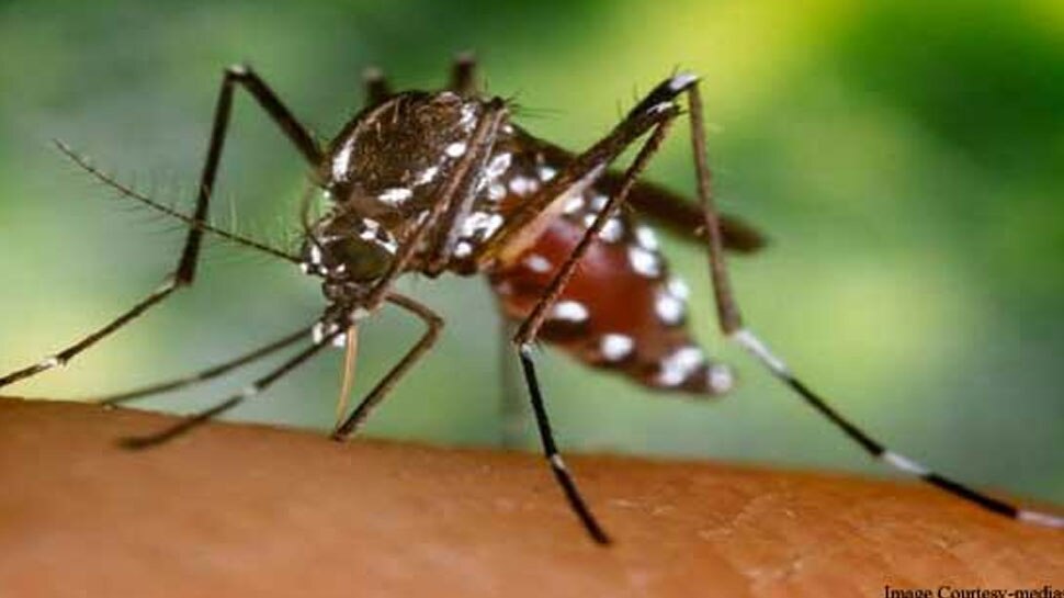 Prevention of Chikungunya can be done at the right time by examining ...