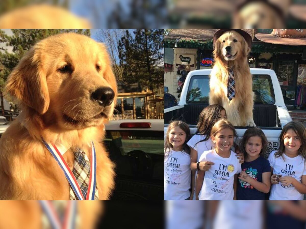 California chooses Max the golden retriever to be its mayor America ...