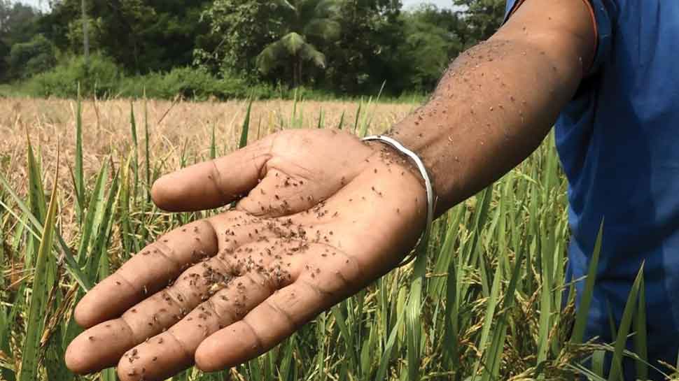 Paddy crop over 35 thousand acres Wasted Insect attack in Mathura ...