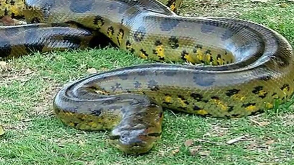 a huge python was seated in the bathroom At night at 2 o'clock | रात के ...