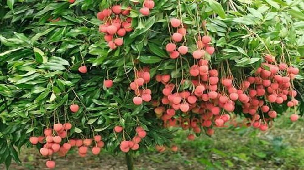 Bihar Muzaffarpur Shahi Litchi got Geographical identification tag ...