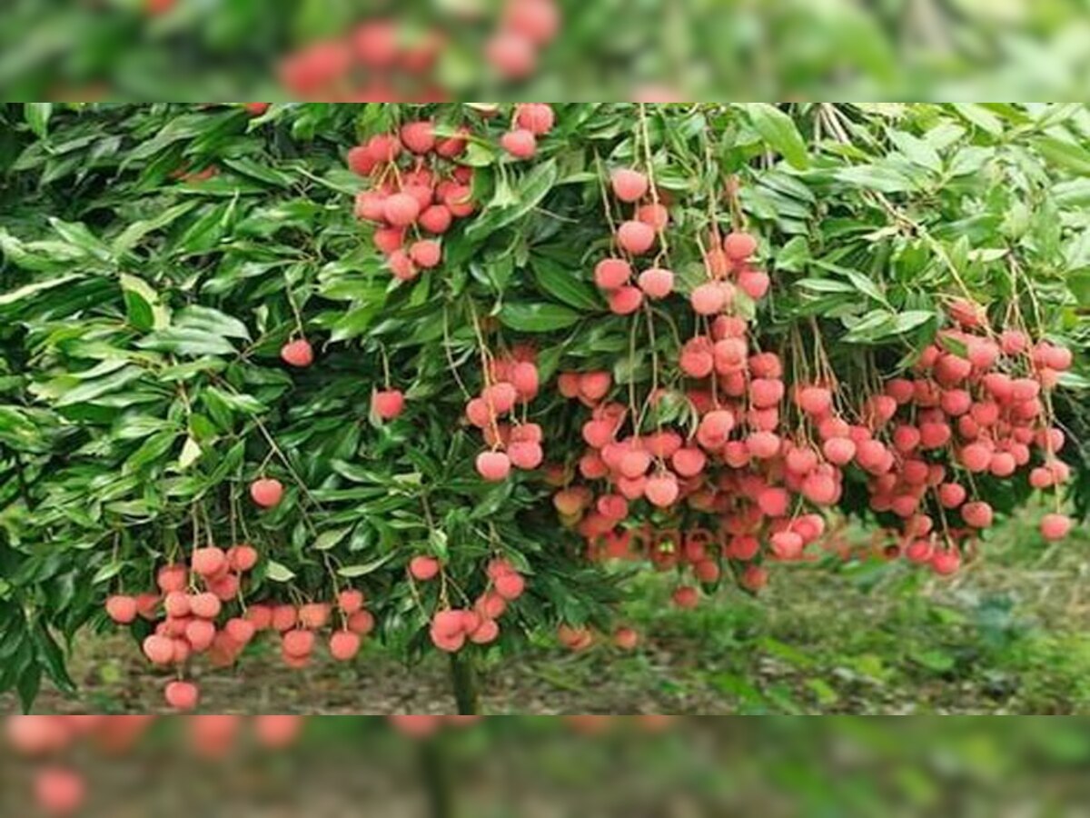Bihar Muzaffarpur Shahi Litchi got Geographical identification tag ...