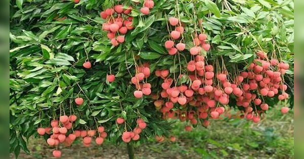 Bihar Muzaffarpur Shahi Litchi got Geographical identification tag ...