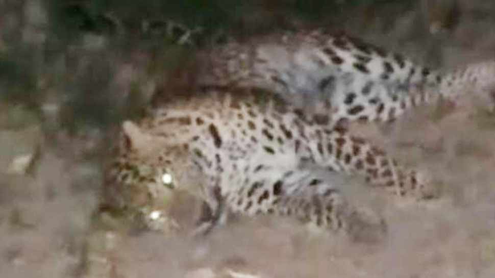 injured leopard died after two days of treatment in agra | आगरा में दो ...