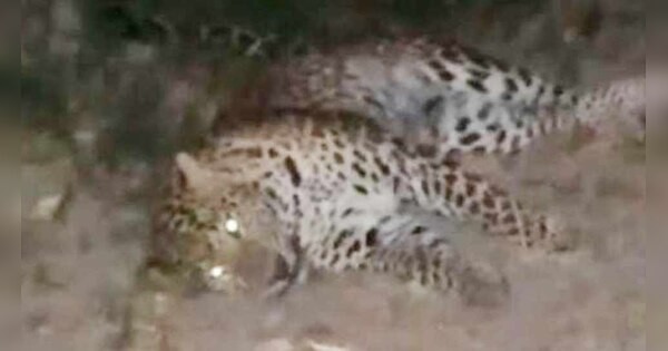 injured leopard died after two days of treatment in agra | आगरा में दो ...