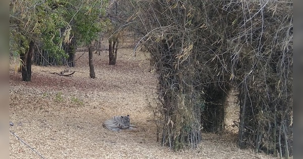 MP: Have fun with nature and wildlife in Van Vihar । MP: प्रकृति के साथ ...