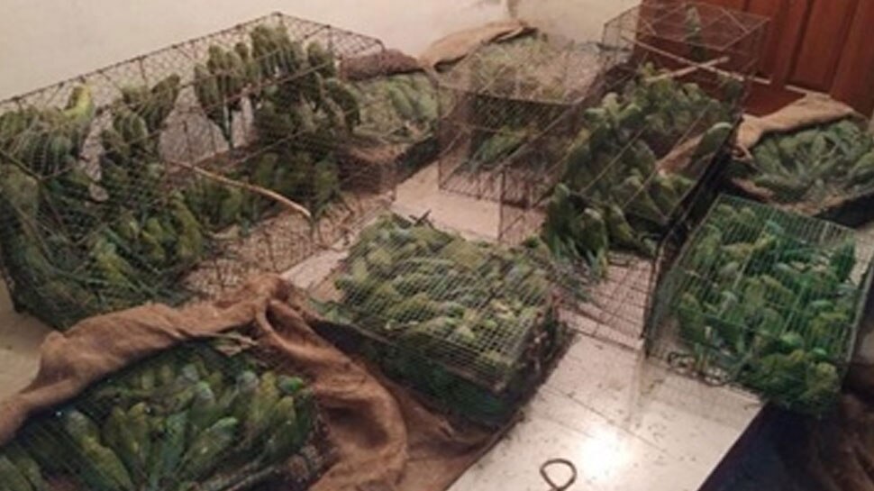 2 bird smugglers arrested, 605 illegal country parrots recovered | यूपी ...