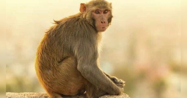 egypt court jails woman basma ahmed for 3 years for harassing a monkey ...