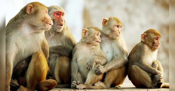 Woman died in attack of monkeys in mathura | छत से कपड़े उठाने गई महिला ...