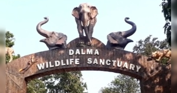 Dalma Wildlife Sanctuary has increased in number of animals compared to ...