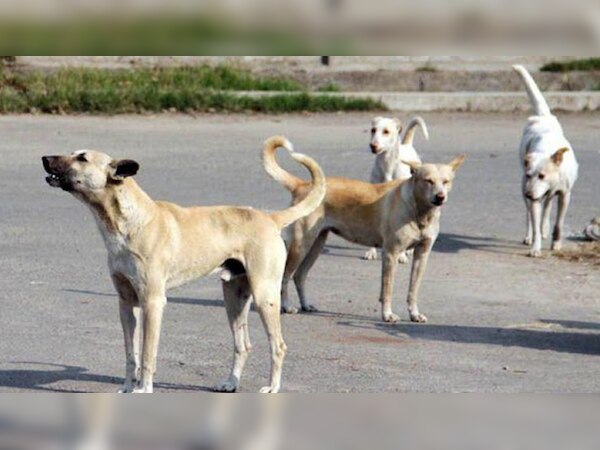 saharanpur fears about maneater dogs | सहारनपुर में आदमखोर कुत्‍तों का ...