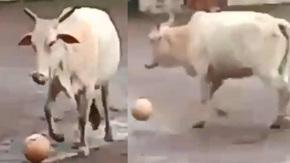 Viral Video: Cow playing football with group of boys on field | वायरल ...