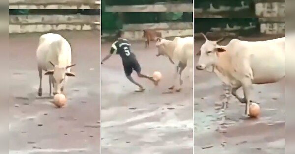 a cow playing football match vs boys watch amazing viral video | VIDEO ...