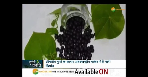 Krishi Kranti: Know the tips of giloy farming | कृषि क्रांति: जानिए ...