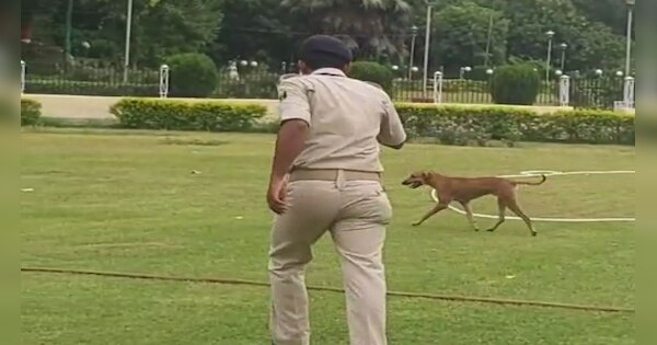 Nitish Kumar had to give orders for the escape of stray dogs in Bihar ...