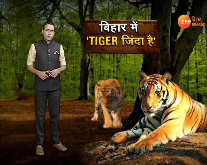 TIGER is alive in Bihar ... | बिहार में TIGER जिंदा है... | Zee News Hindi