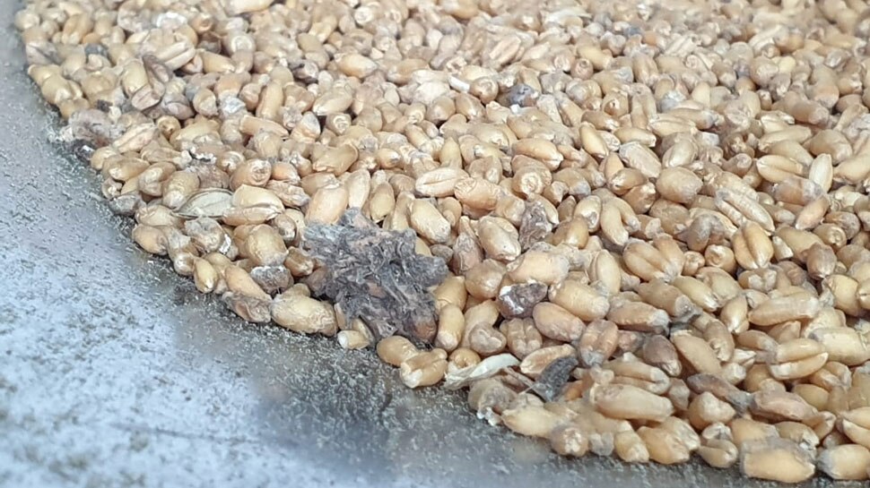 Ration shops in Nashik are getting black, wet, earth rotten wheat ...