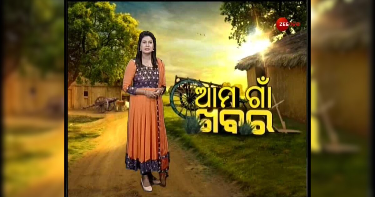 Kasatandi flower, beautifies the environment | ରାସ୍ତାକଡ଼ର ସୈାନ୍ଦର୍ଯ୍ୟ ...