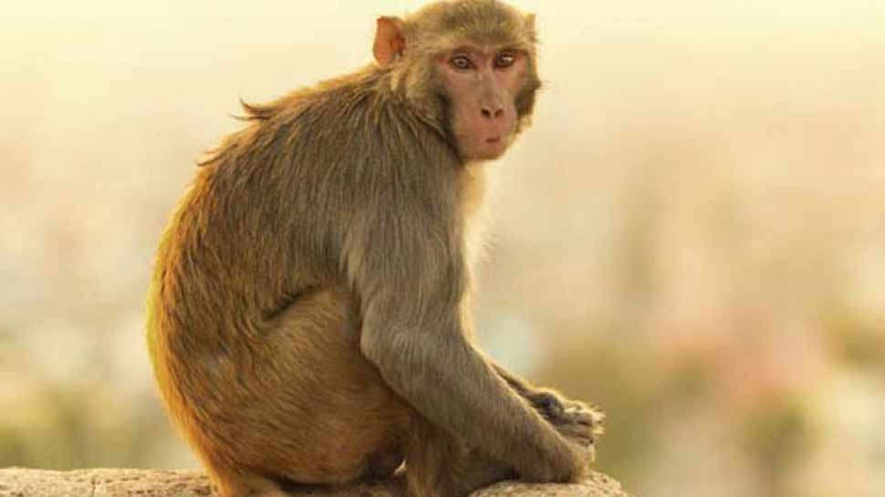 Terror of monkeys in Mathura, people scared | ऐ भाई! जरा संभलकर ...