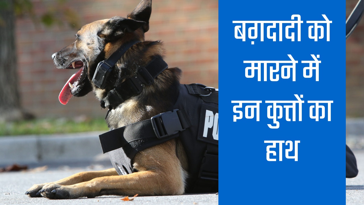 baghdadi dead in us raid north syria | हर साल 'मरने वाला' बग़दादी इस ...