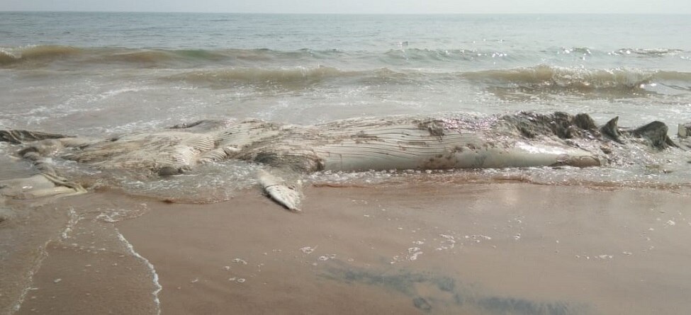 Dead Timi fish recovered from beach | ବିଶାଳକାୟ ତିମିର ମୃତଦେହ ଉଦ୍ଧାର ...